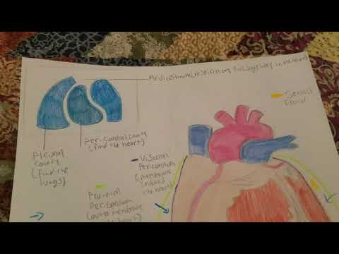 Serous membrane