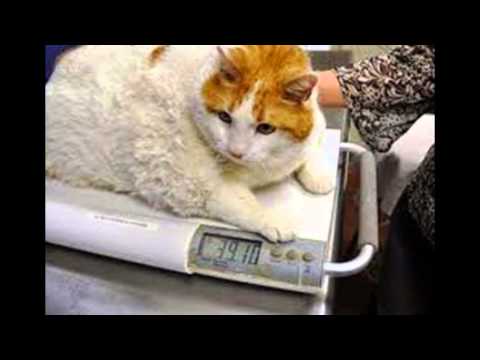 World's Fattest Cats