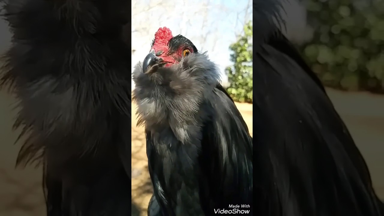 Blue Ameraucana rooster,  (Sold)
