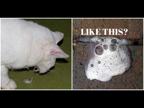 How to Deal with Cat Vomiting White Foam