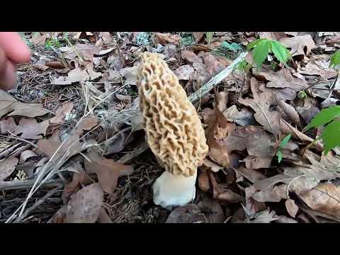 Morel Mushroom hunting in Oklahoma. Easter 2022.