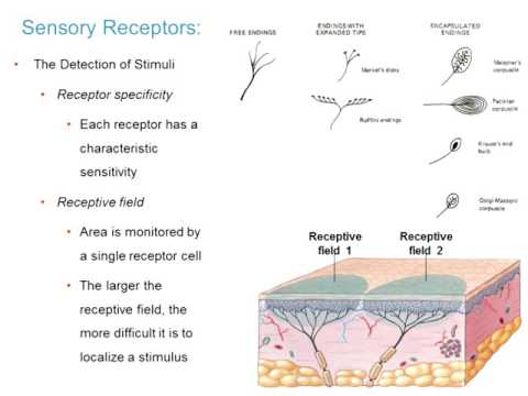 Chapter 15 General Senses and Spinal Tracts
