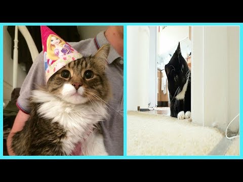 Funny Tweets About Cats