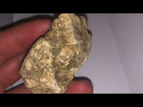 Fossils of Tennessee's Mansker Creek in Goodlettsville TN