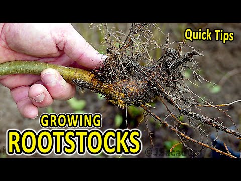 Quick Rootstock Tips | An EASY way to obtain FREE ROOTSTOCKS