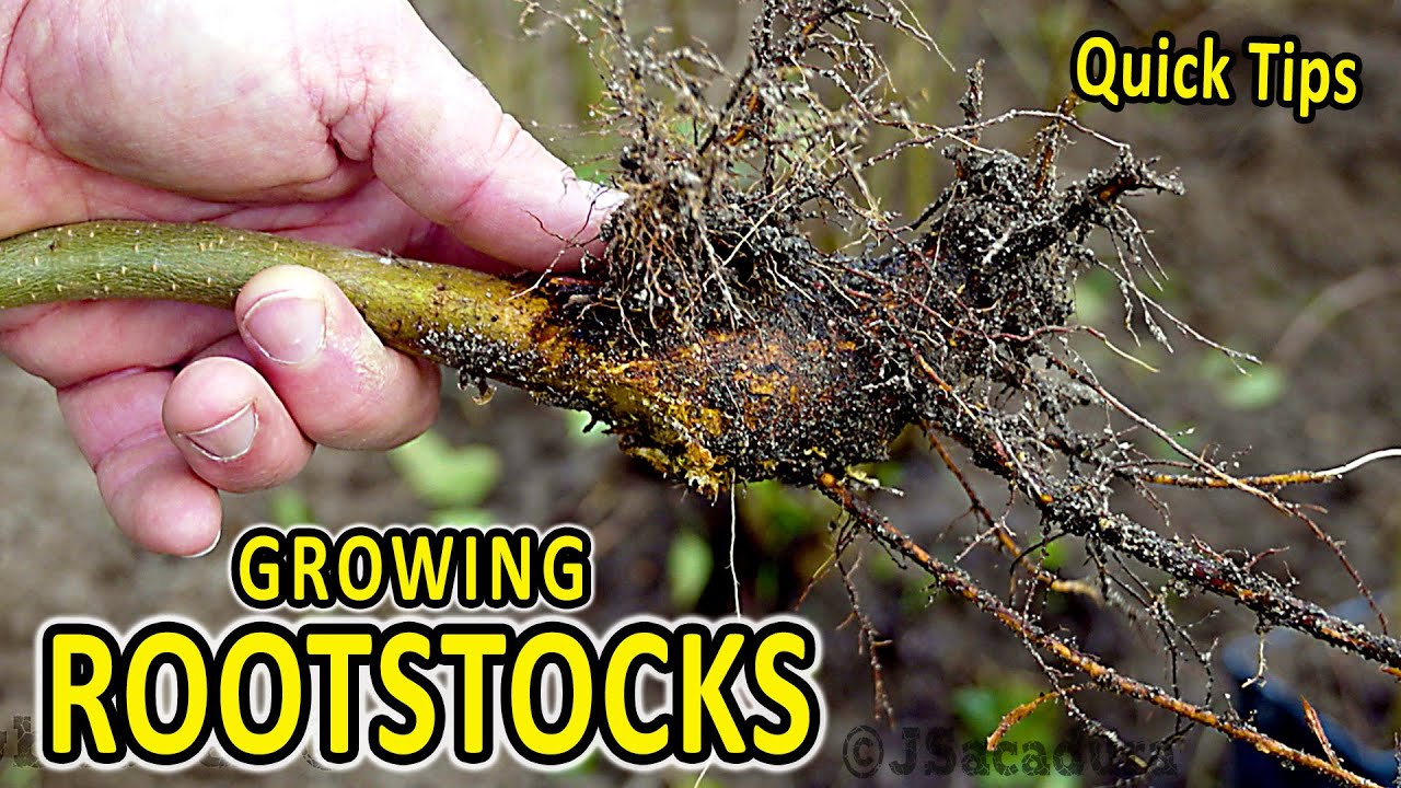 An EASY way to obtain FREE ROOTSTOCKS