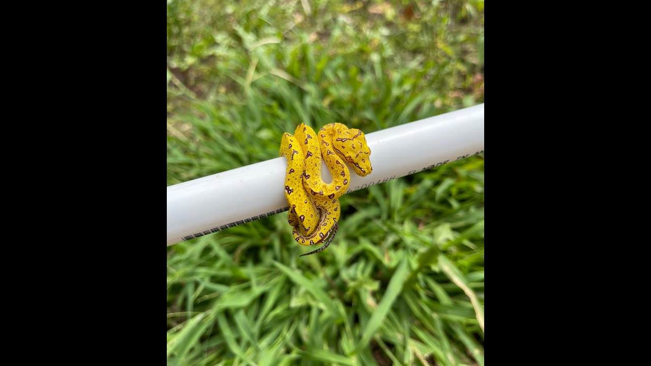 Assist Feeding My Green Tree Python