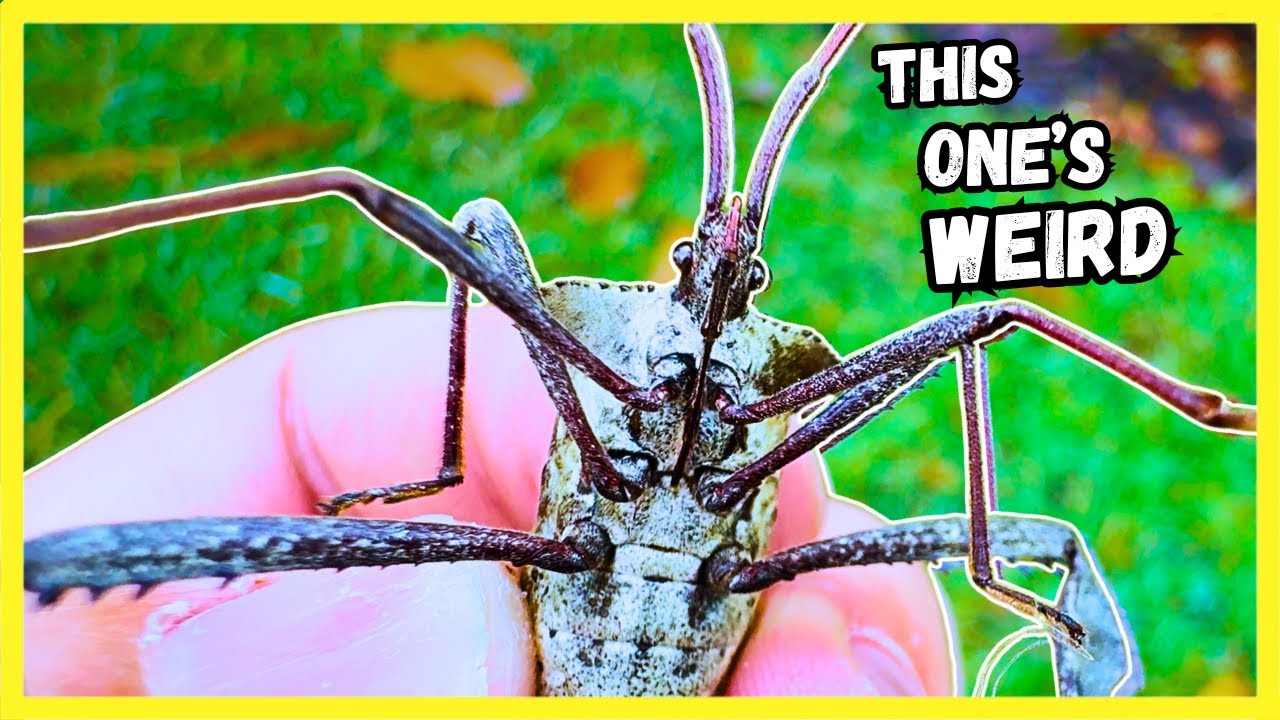 Meet the Mysterious Leaf-Footed Bug!