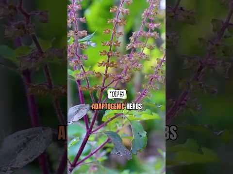 Top 5 Adaptogenic Herbs For Your Health! πΏ #shorts #adaptogens