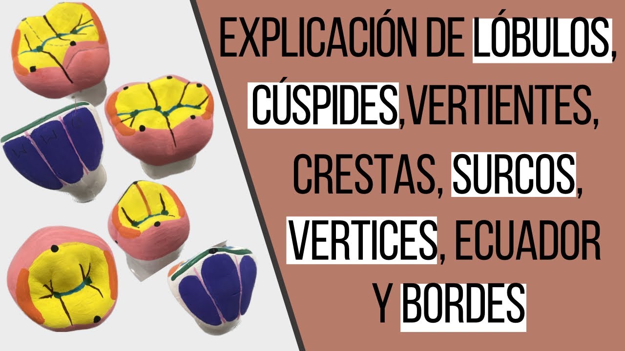 Elementos que conforman un diente | Anatomía dental | OdontologíaConCri