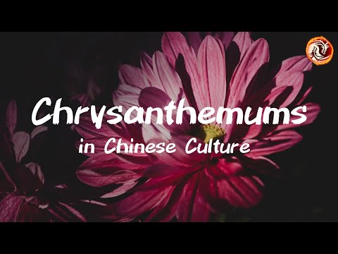 The Symbolic Meaning of Chrysanthemums in Art, Medicine, and Feng Shui