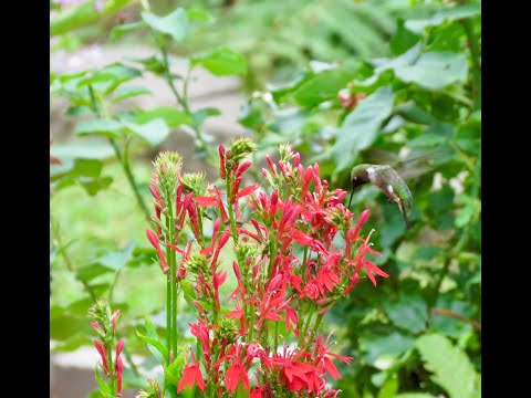 Planting and Caring for a Cardinal Flower