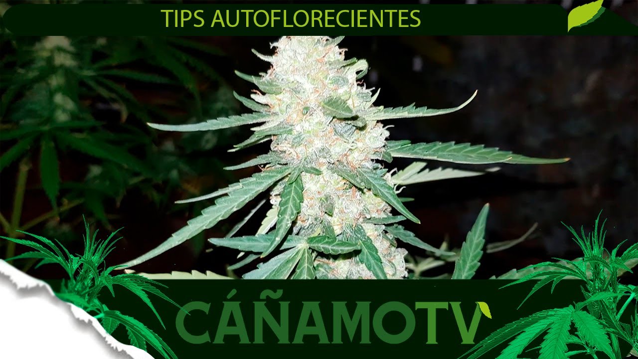 BASIC TIPS for growing AUTOFLOWERING PLANTS 💡 Mars Hydro FC-E4800