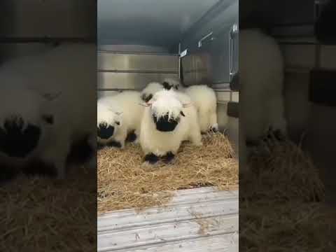 Goat and Sheep Export | Swis Black Face Sheep | Animal Shipping and Logistic #livestock #shorts