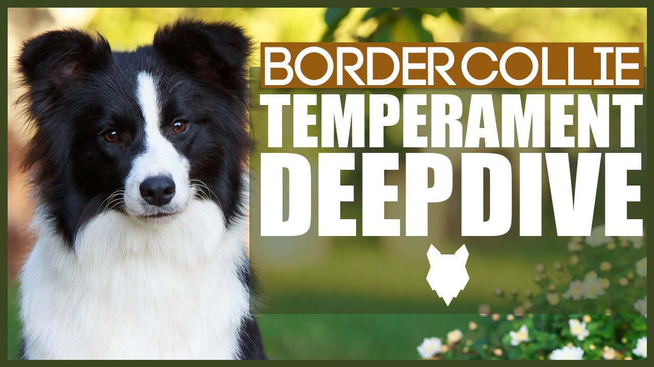 BORDER COLLIE TEMPERAMENT DEEPDIVE