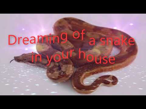 Dreaming of a snake in your house | Dreams Meaning and Interpretation