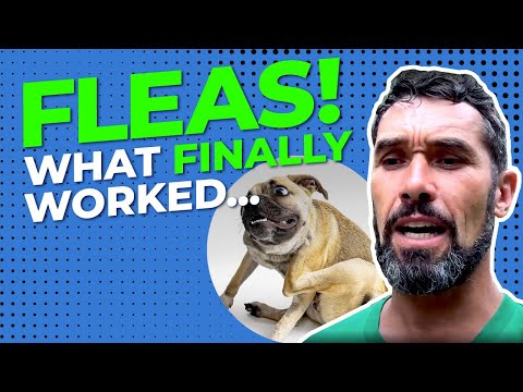 What the Flea Treatment Industry Doesn't Want Dog Owners to Know