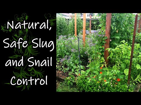 Natural, Safe Slug and Snail Control