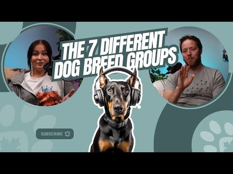 A Brief Guide to Understanding Dog Breed Groups