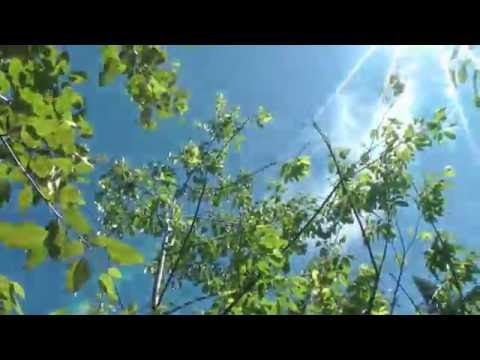 Caging trees. Check up on coppice and pollard trees. Coppicing trees is and ancient method