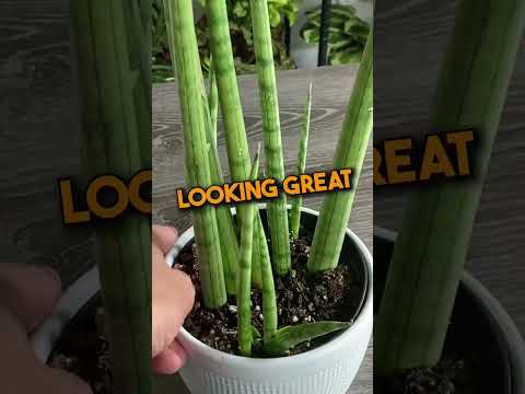 How to Propagate Sansevieria Cylindrica.