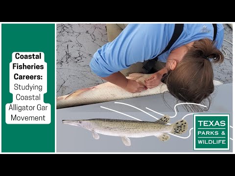 Coastal Fisheries Careers | Studying Alligator Gar Movement