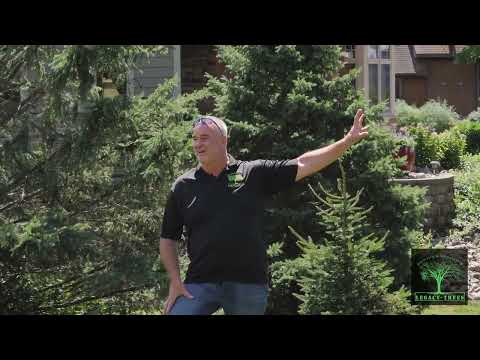 The Siouxland Poplar: Discovering the Tree of Versatility