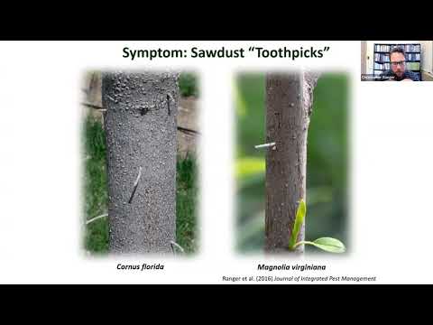 Southern IPM Hour: Ambrosia Beetle