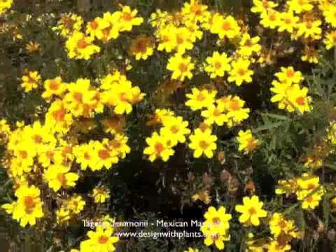 Tagetes Lemmonii - Mexican Marigold