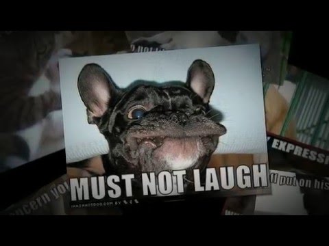 Funny Animal Pictures with Captions - Just Try Not To Laugh