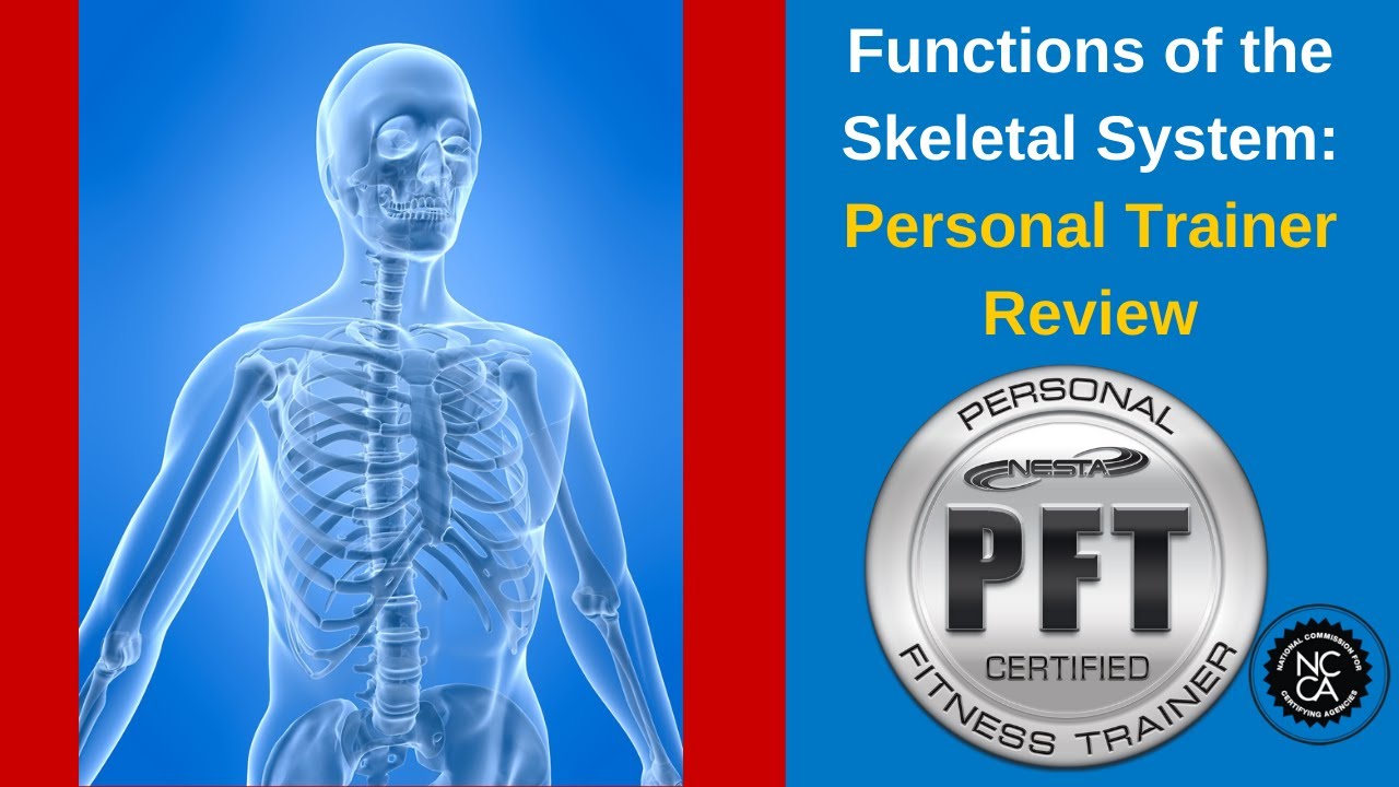 Functions of the Skeletal System: Fitness Education Review