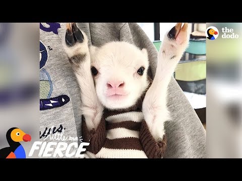 Fierce Little Lamb Becomes Leader Of The Pack
