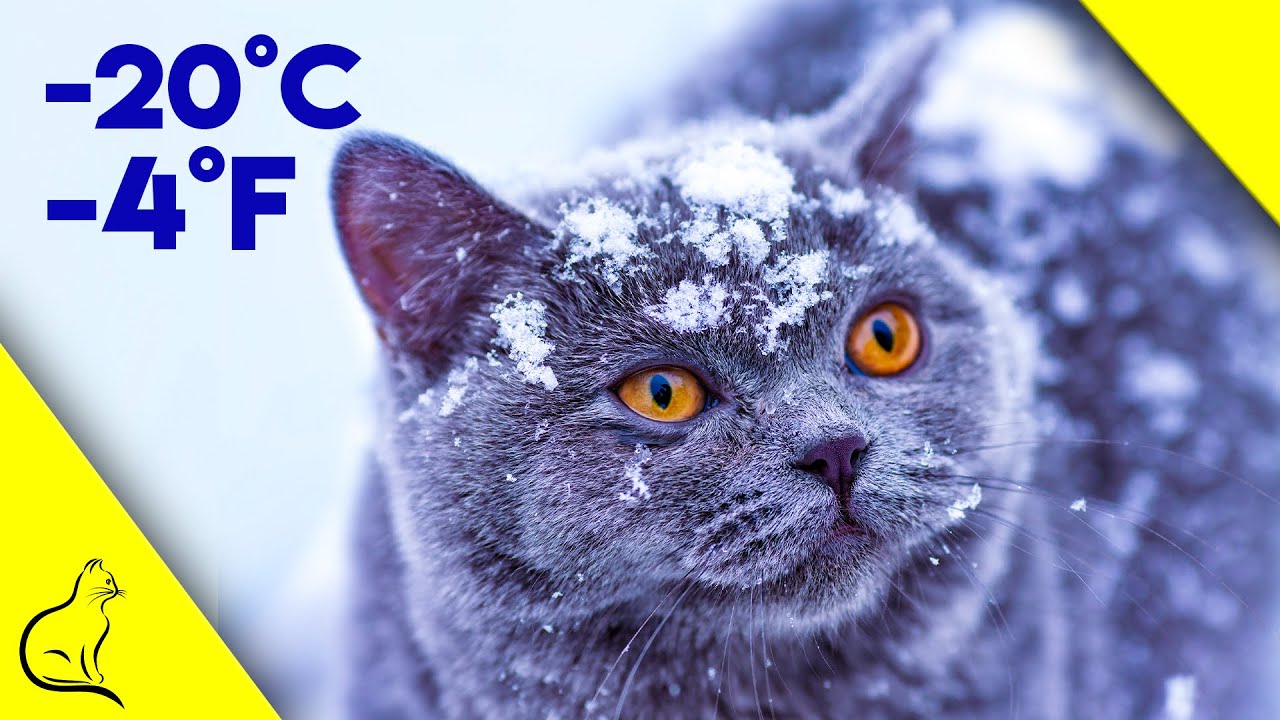 How To Keep Outside Cats Warm During Winter - Life Saving Tips