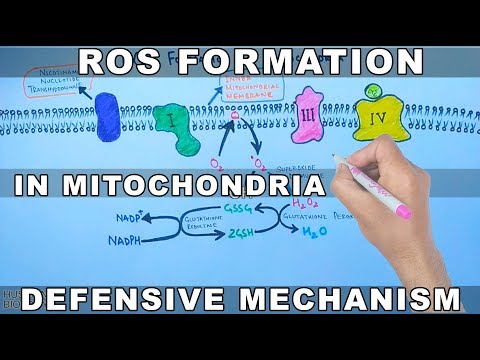 ROS Formation in Mitochondria and Defensive Mechanism