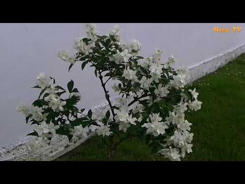 Parfum de Iasomie