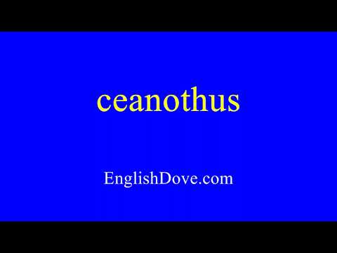 How to pronounce ceanothus in American English