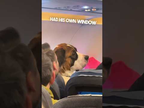 This dog has his own seat on the plane 😂