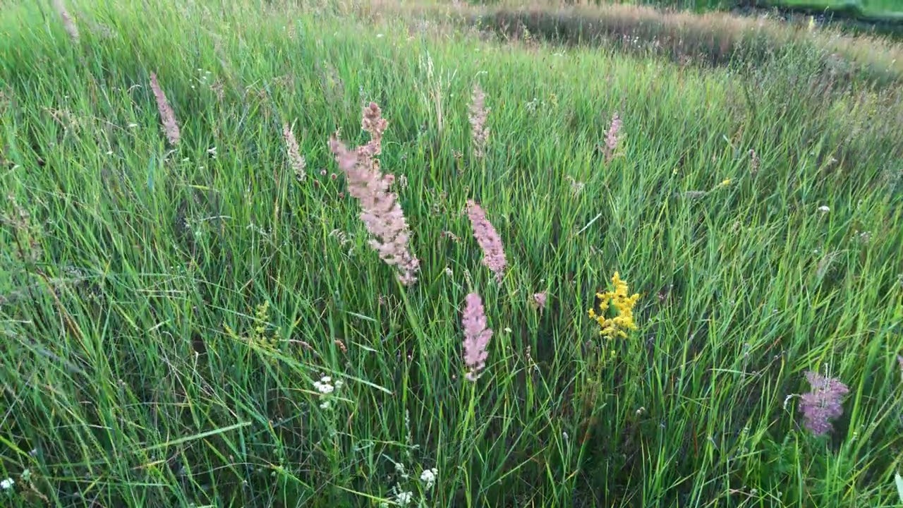 wild Melinis minutiflora, the meadow molasses grass swaying in wind under soft evening light