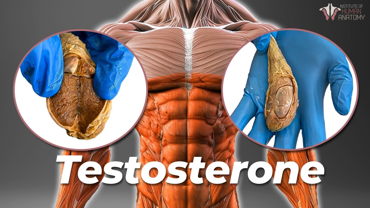 Testosterone Crisis? Why Male Testosterone is Lower Than Ever