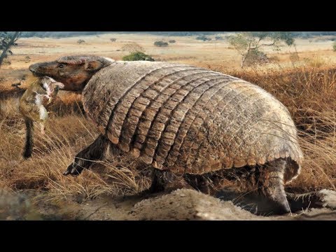 Macroeuphractus - A Carnivorous Armadillo