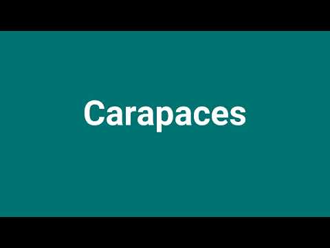 'Carapaces' Meaning and Pronunciation