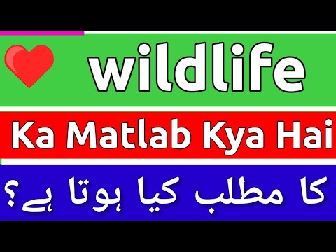 Wildlife Meaning In Urdu | Wildlife Ka Matlab Kya Hota Hai | Wildlife Ka Matlab| Wildlife Ka Meaning