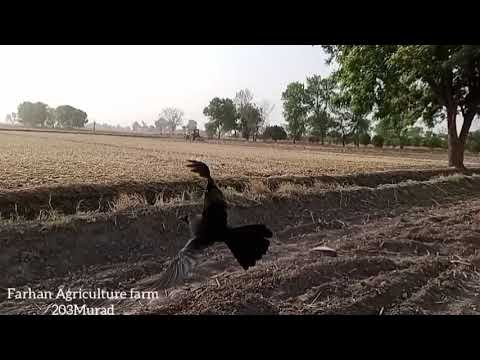 "Punjab's Hidden Treasure: Explore the Vibrant World of Kapaas Ki Bajjai!"