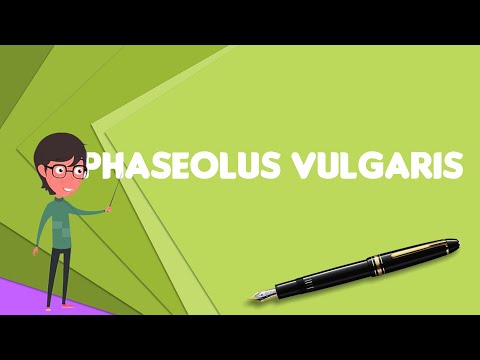 What is Phaseolus vulgaris?, Explain Phaseolus vulgaris, Define Phaseolus vulgaris