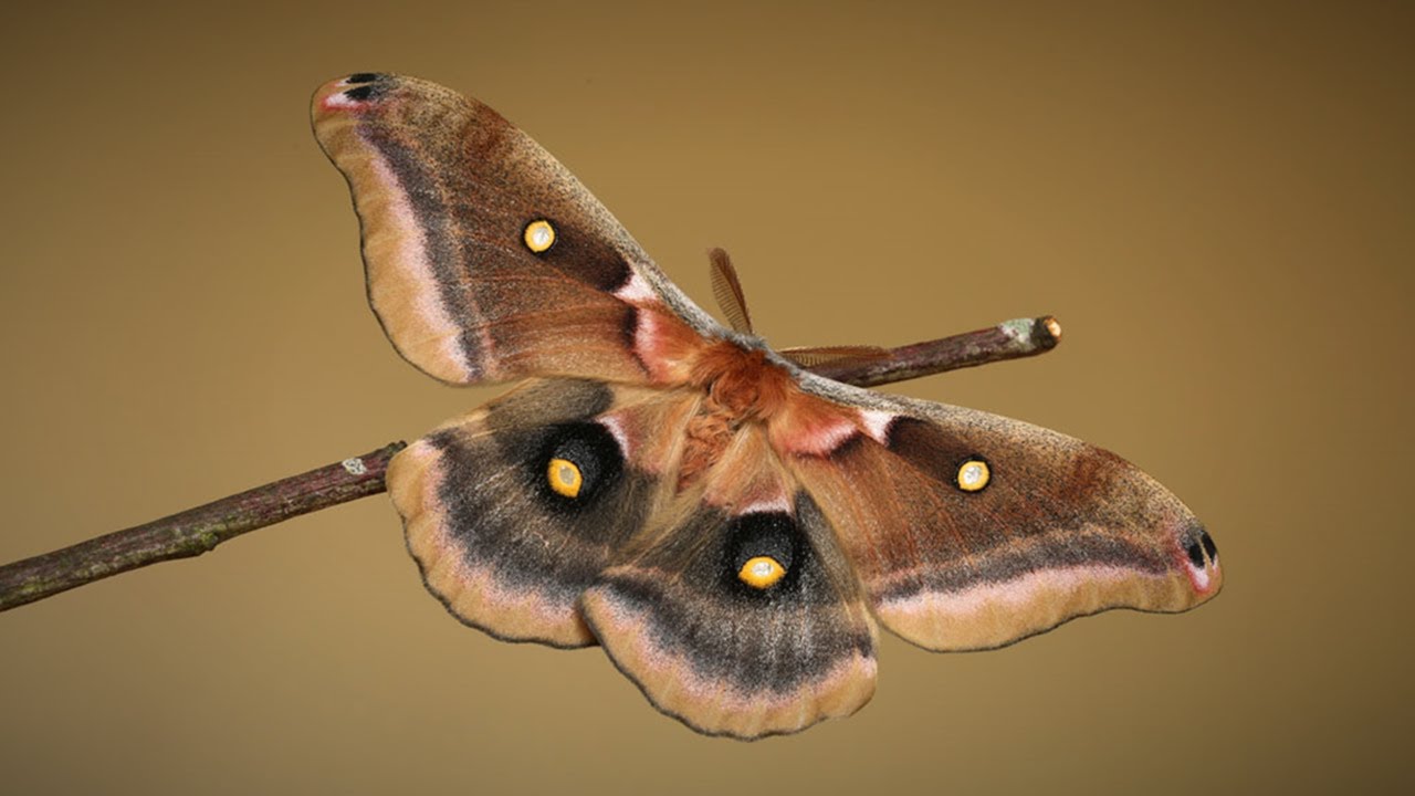 Polyphemus Moth (Antheraea polyphemus)