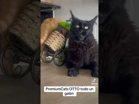 Maine Coon en Colombia ????????