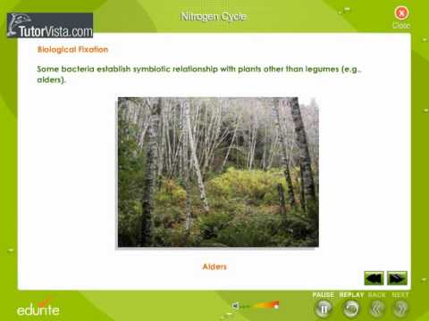 Nitrogen cycle 1