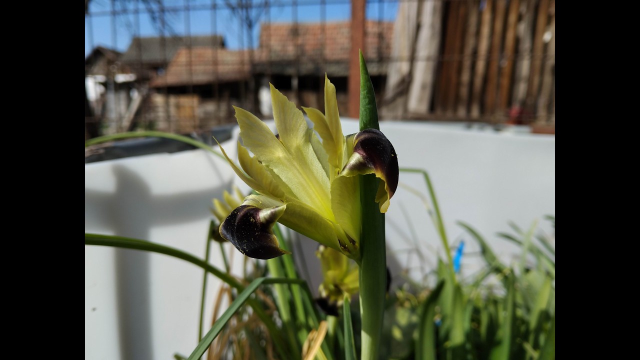 Specialty Irieses are in bloom [4K]
