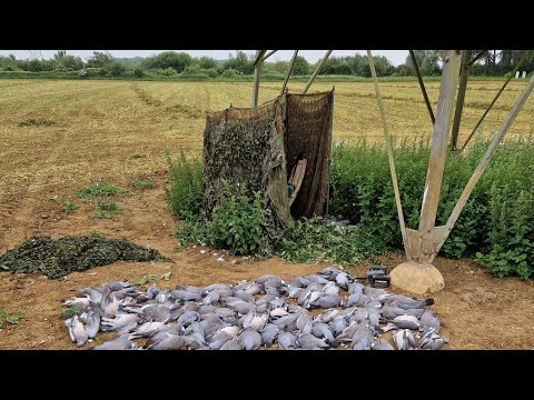 171 Pigeons Shot. Red Letter Day!! Decoying pigeons