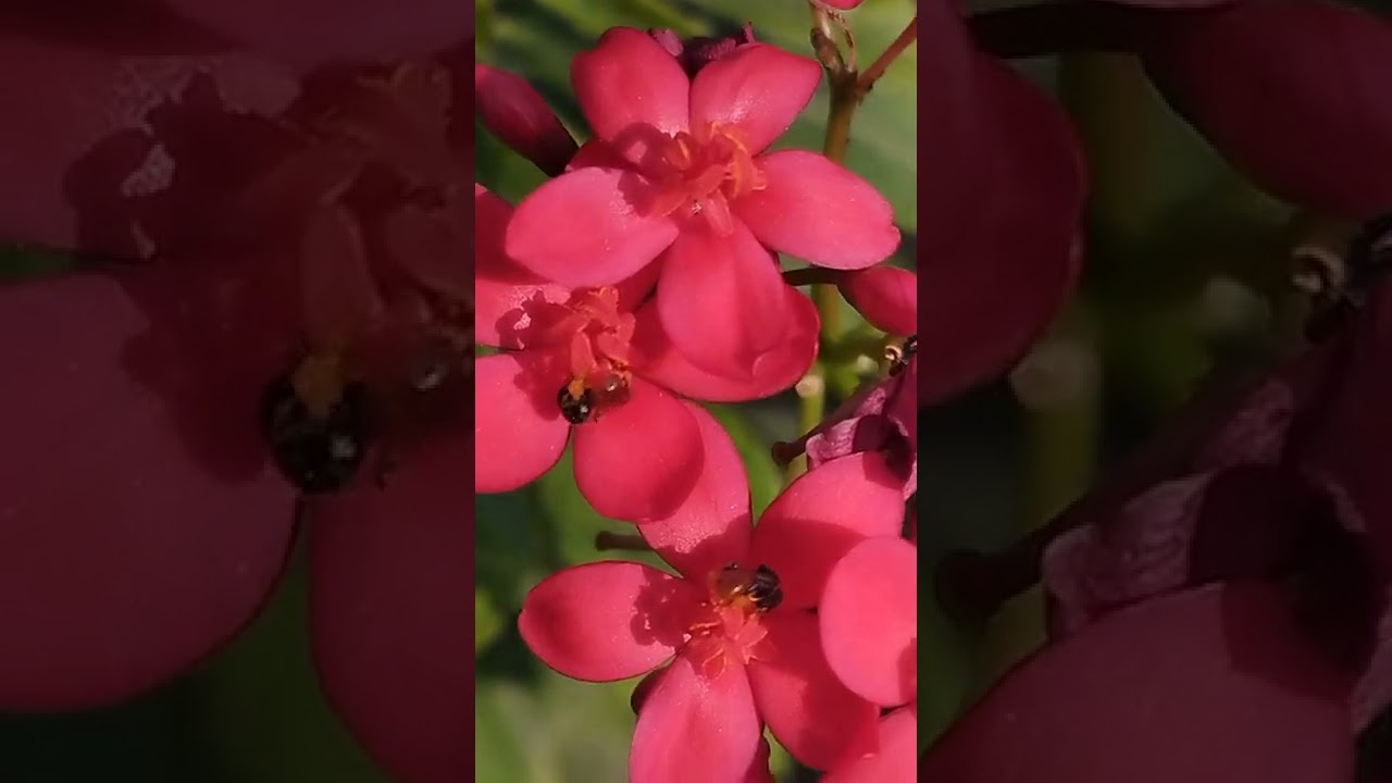 stingless bees used as pollinators and importance of stingless bees